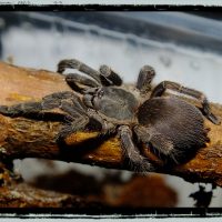 Cyriopagopus sp. Hati Hati / purple earth tiger – Petbugs