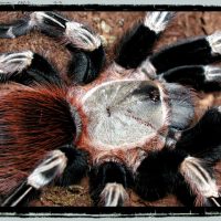 Cyriopagopus sp. Hati Hati / purple earth tiger – Petbugs