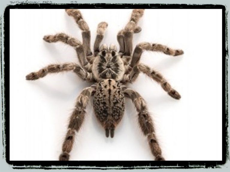 Heteroscodra maculata / togo starburst – Petbugs