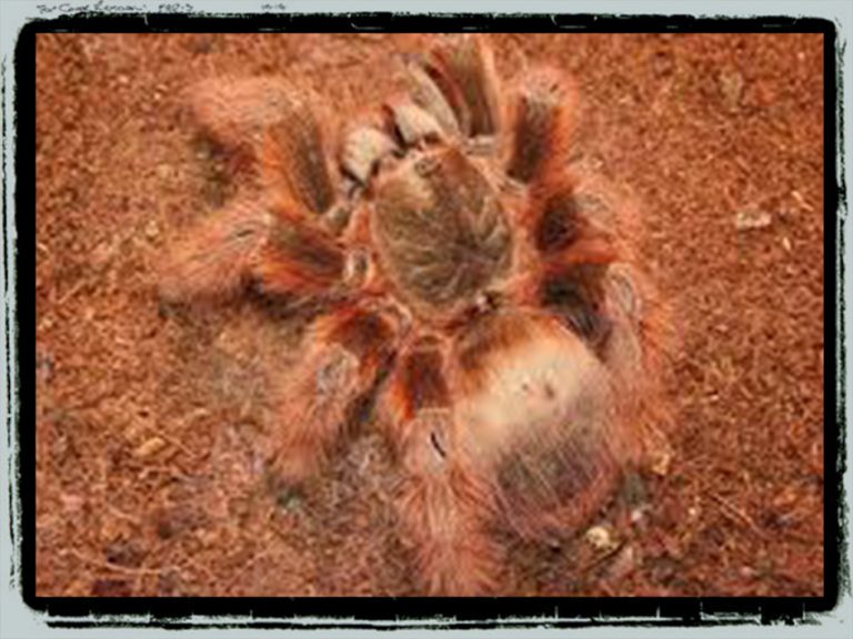 Nhandu tripepii / Brazilian giant blond adult FEMALE – Petbugs
