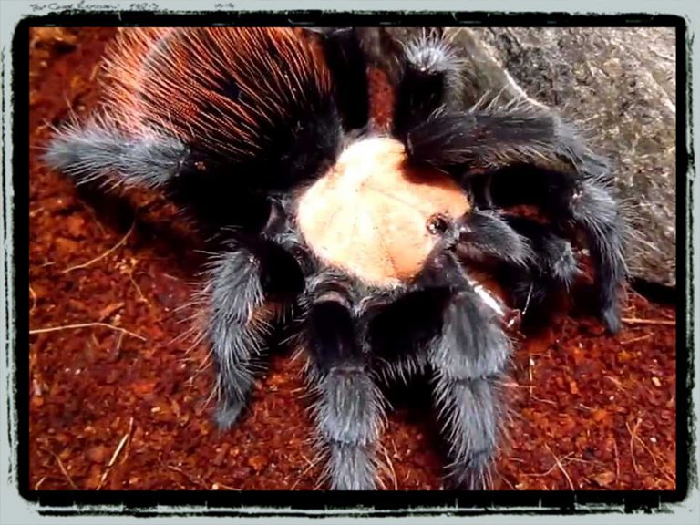 Golden red rump/ Brachypelma albicep – Petbugs