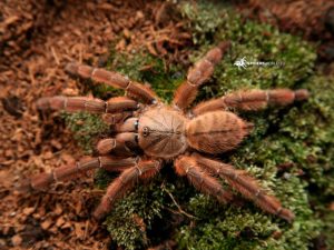 Phormingochilus Sp Rufus Peach Earth Tiger – Petbugs
